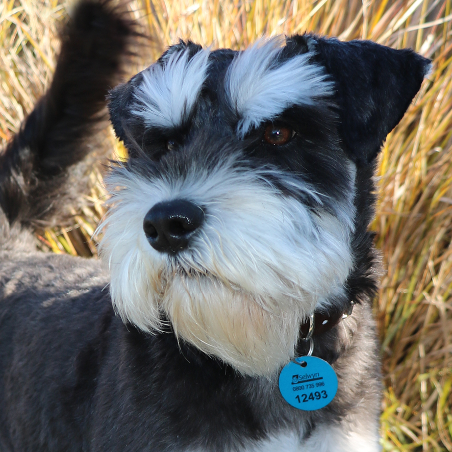 Selwyn District Council - Dog registration